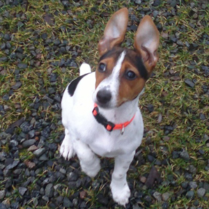 CIBET.cz - distribuce profinářadí